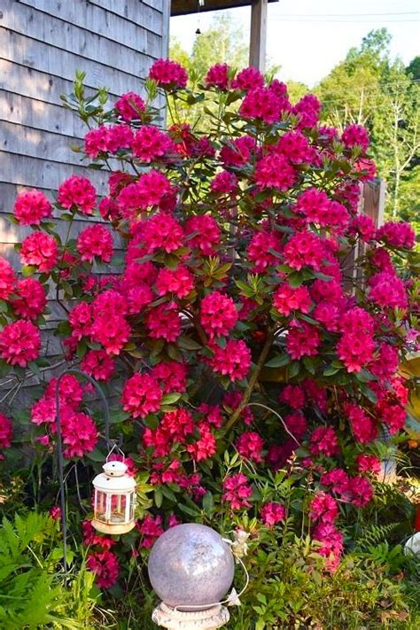 Buy Nova Zembla Red Rhododendron Free Shipping Wilson Bros Gardens 3 Gallon Pot