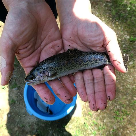 子どもとの魚釣り初体験！追の沢マス釣り場は初心者でも楽しかった さいとうサポート