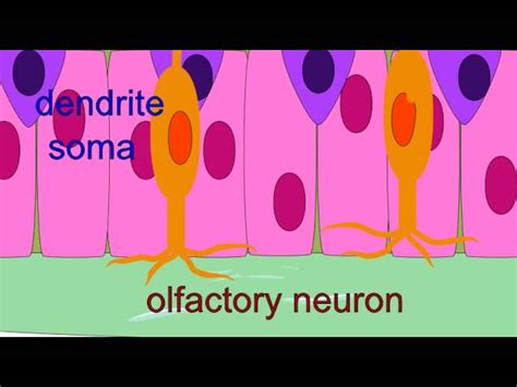 Olfactory Neuron Olfactory Neuron