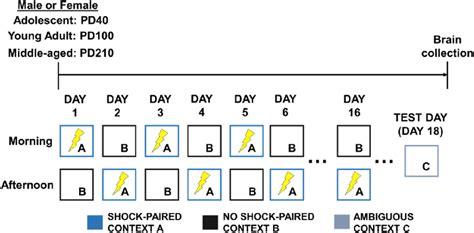 Experimental Timeline And Cognitive Bias Procedure Download
