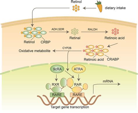 Retinoic Acids And Nuclear Receptor Signaling In Liver Development
