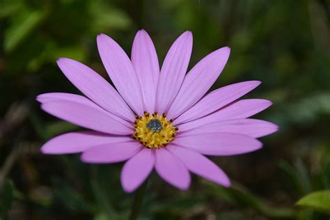 Purple Petal Flower · Free Stock Photo