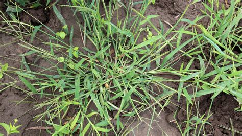 11 Weeds That Look Like Grass And How To Get Rid Of Them