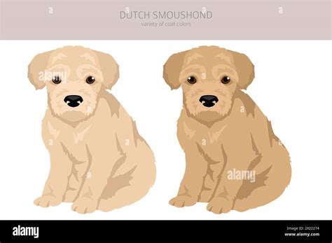 Dutch Smoushond Puppy Clipart Different Poses Coat Colors Set Vector