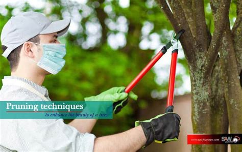 5 Pruning Techniques To Enhance The Beauty Of A Trees Saw Features