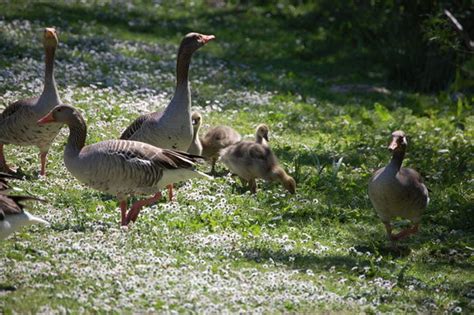 รูปภาพmanservant เลือกดูภาพถ่ายสต็อก เวกเตอร์ และวิดีโอ8511 Adobe Stock