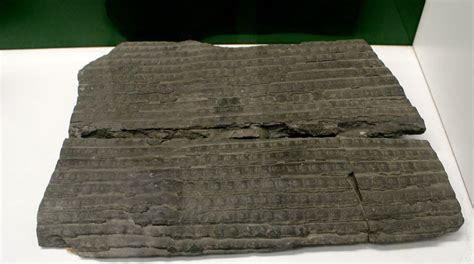 Louisville Fossils And Beyond Sigillaria Plant Fossil