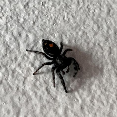 Rando Bro Crawling Across The Ceiling Anybody Know What Species Rspiderbro