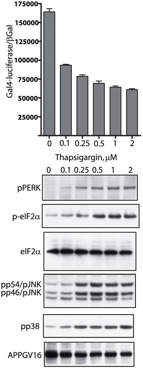Thapsigargin Inhibits App Proteolysis And Induces Er Stress Upr