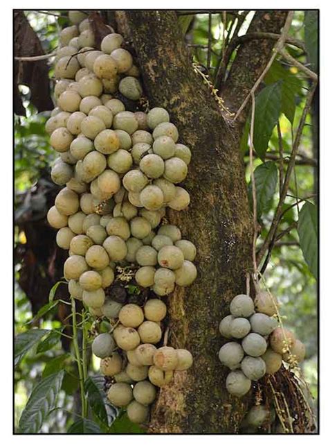 Tampoi Baccaurea Macrocarpa Tampui Alternative Medicine