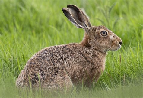 17 Animals With Big Ears And Their Pictures