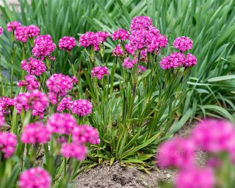 Firletka Cherry Bubbles Lychnis Kwiaty Naszego Taty