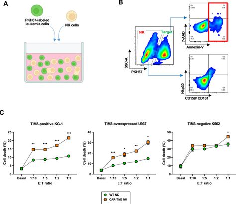 Anti Tim3 Chimeric Antigen Receptor Natural Killer Cells From Engineered Induced Pluripotent