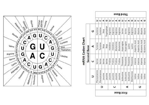Mrna Codon Chart Pdf