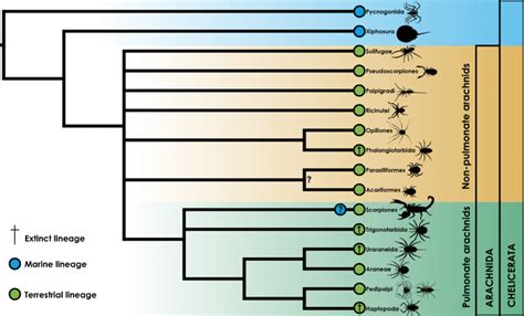 Exploring The Evolution And Terrestrialization Of Scorpions Arachnida