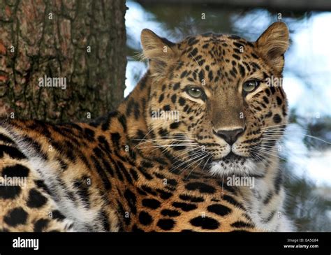Female Amur Leopard Panthera Pardus Orientalis Kaia At Marwell