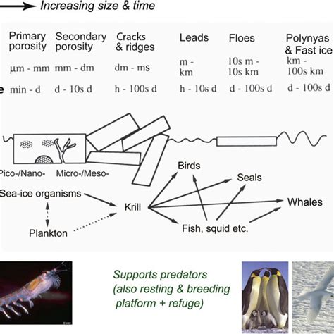 A Schematic Of Dominant Spatial And Temporal Scales Increasing From