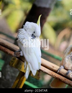 White Cockatoo With A Crown Of Yellow Crested Feathers On A Perch Stock