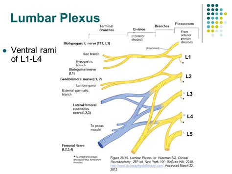 Lumber Plexus