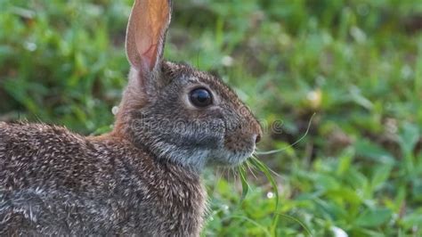Grey Small Hare Eating Grass On Summer Field Wild Rabbit In Nature