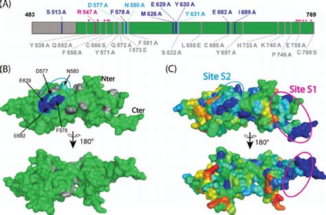 Localization Of Heterodimerization Site S1 And Exo1 Ntg2 Interaction