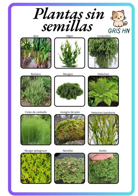 Plantas Sin Semillas En 2025 Imagenes De Plantas Plantas Semillas