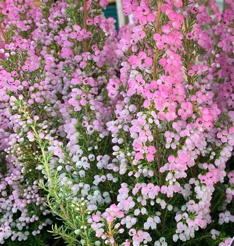 Erica Ruby Shepherd 19l — Mosgiel Garden Place