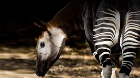 Okapi Characteristics Behavior Feeding And Conservation