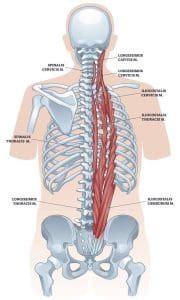 10 Best Lower Back Exercises With Dumbbells This Is Why Im Fit