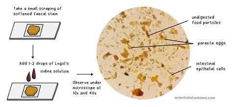 Identification Tests For Faeces — Scientist Who Draws