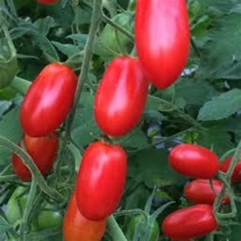 フルーツミニトマト：フラガール トマトファーム飛騨 Base通販ショップ