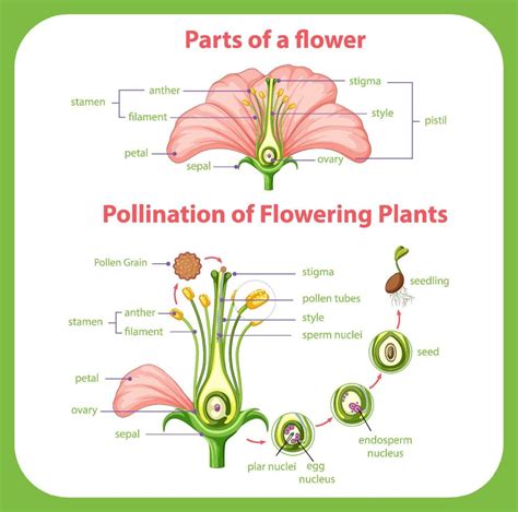 Pollination Diagram