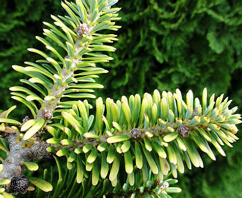 Пихта корейская Хаутмайер (Abies koreana Houtmeyer),купить пихту ...