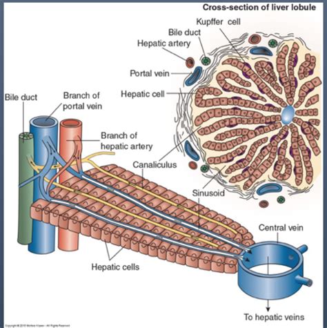 Hepatibiliary And Pancreatic Disorders Flashcards Quizlet