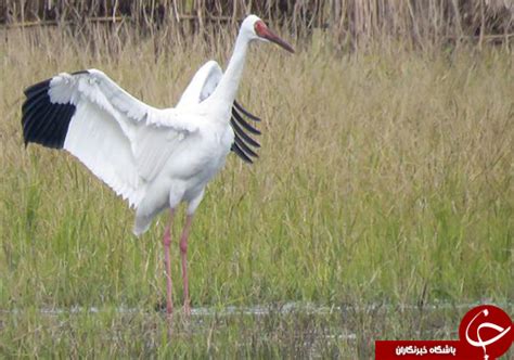 تنها بازمانده درنای سیبری در فریدونکنار تصاویر