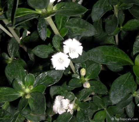 Serissa Foetida Tree Of A Thousand Stars Top Tropicals Plant Encyclopedia