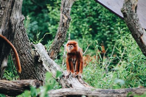 Imágenes De Mono Cara Roja Descarga Imágenes Gratuitas En Unsplash