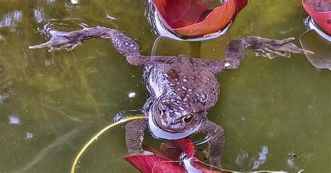 Frog Album On Imgur