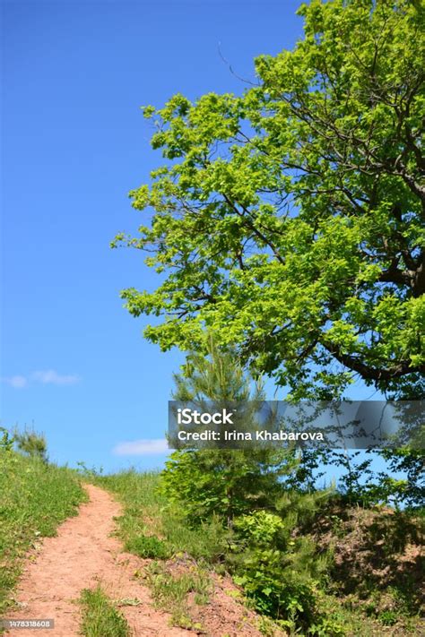 흙 점토 길은 나무와 푸른 하늘 복사 공간이있는 언덕 꼭대기로 이어집니다 0명에 대한 스톡 사진 및 기타 이미지 0명 건조한 계절 Istock