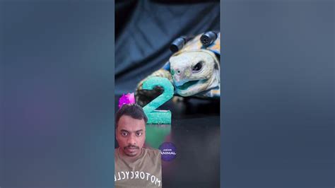 Satisfying Funny Happynewyear Rainbow Mukbang Tortoise Asmr Turtle Shortsfeed