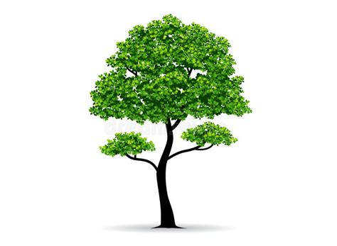 Tree And Leaf Stock Vector Illustration Of Wood Canopy 74070389