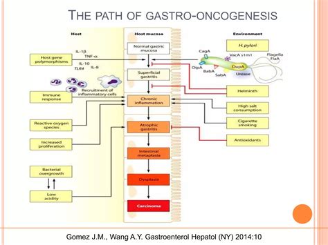 The Role Of Non Invasive Diagnosis In The Evolution Of Chronic Atrophic