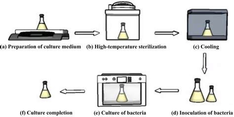 The Schematic Diagram Of Bacterial Culture Process Download