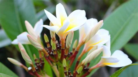 Plumeria Stem Rot 1 Best Identification And Prevention Guide