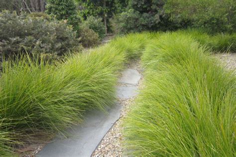 Lomandra Lonolia A Versatile Native Plant For Every Garden