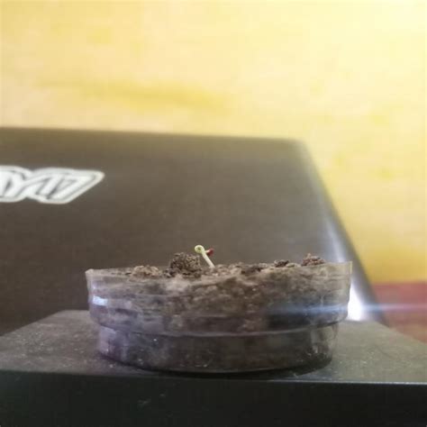 Height Tomato Instance Segmentation Model By Ta