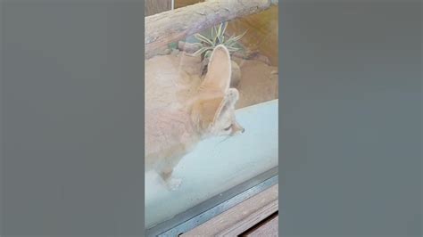 Фенеки Youtube