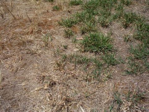 Chloris Truncata Windmill Grass Mallee Native Plants