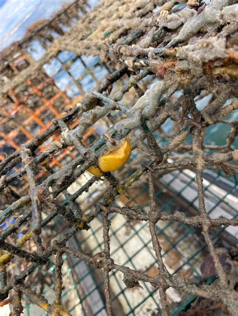 Squirmy Species That Doesnt Belong Discovered In Li Sound