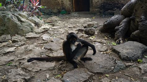 Meksykanka 🐒 Czepiak Najzwinniejsza Małpka świata 🙈